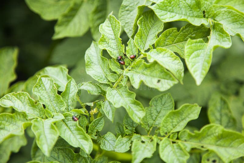 Leaves potatoes stock photo. Image of potatoes, environment - 42906472