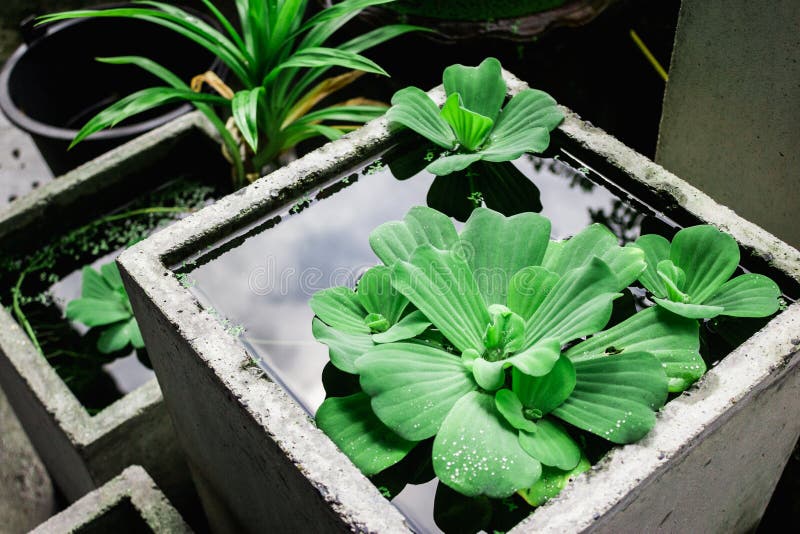 Leaves in pothole garden stock photo. Image of water - 85462104