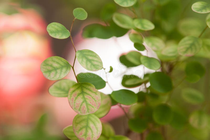 Leaves a Pretty Small,Tree Leaves Spotted the Small Round Stock Photo ...