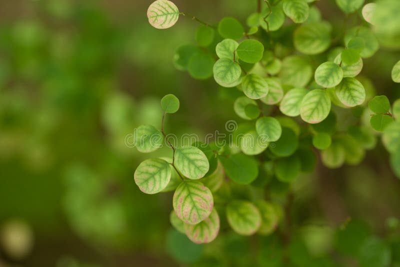 Leaves a Pretty Small,Tree Leaves Spotted the Small Round Stock Photo ...