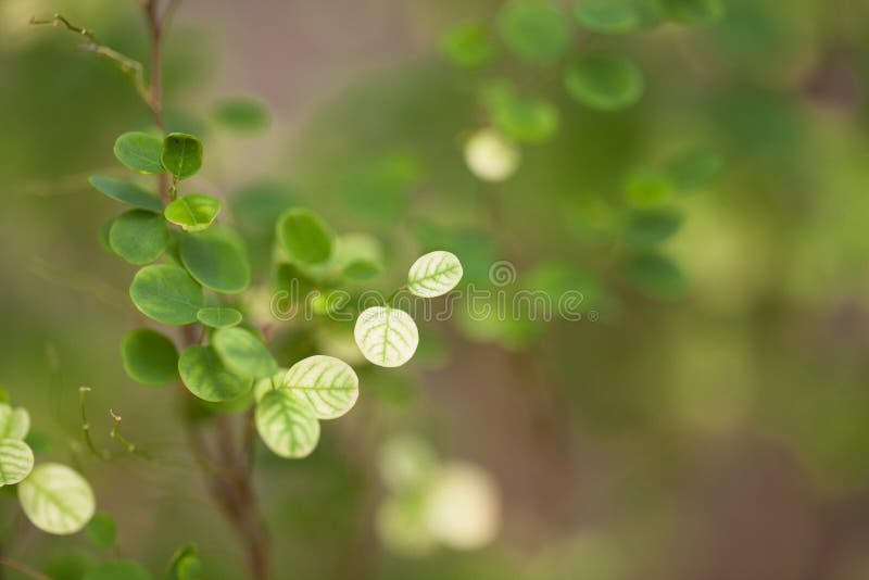 Leaves a Pretty Small,Tree Leaves Spotted the Small Round Stock Photo ...