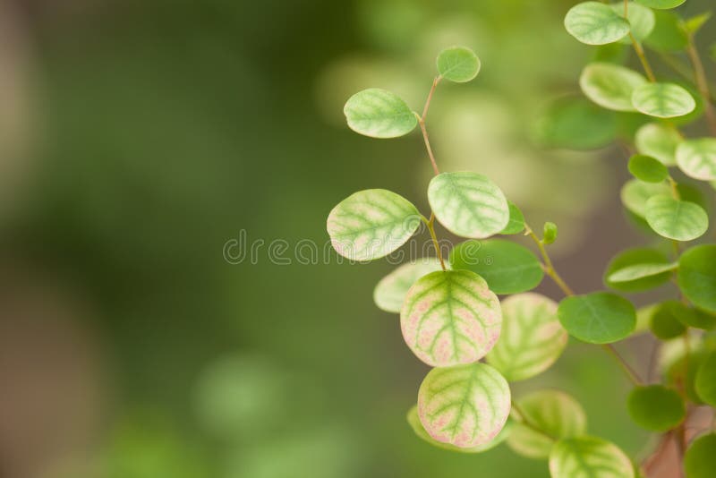 Leaves a Pretty Small,Tree Leaves Spotted the Small Round Stock Photo ...