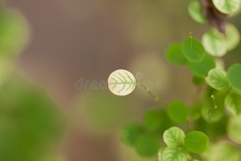 Leaves a Pretty Small,Tree Leaves Spotted the Small Round Stock Image ...