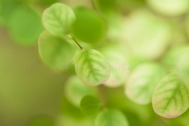 Leaves a Pretty Small,Tree Leaves Spotted the Small Round. Stock Photo ...