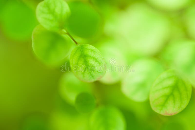 Leaves a Pretty Small,Tree Leaves Spotted the Small Round. Stock Image ...