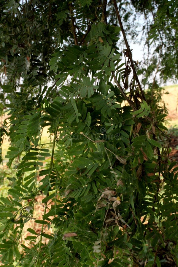 Ghaf Tree Leaves Stock Photos - Free & Royalty-Free Stock Photos from ...