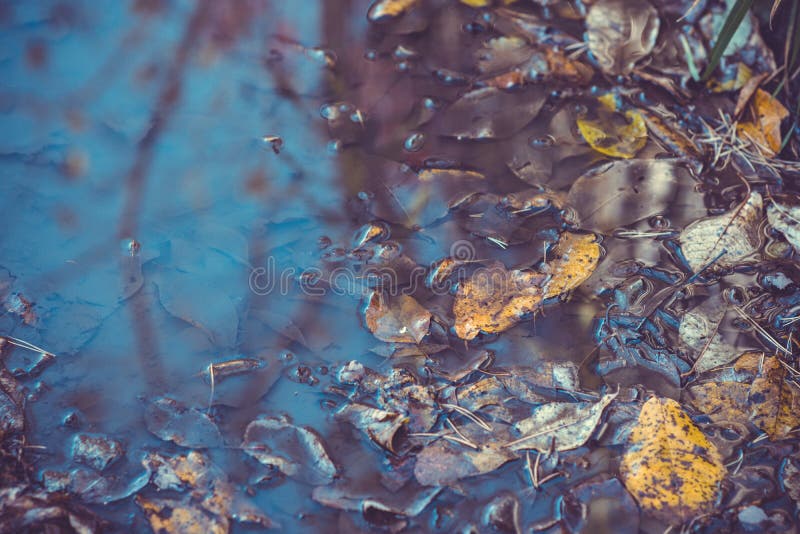 Leaves in the puddle stock photo. Image of season, orange - 61063490