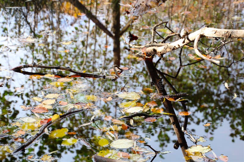 Leaves in Puddle and Reflection Stock Image - Image of sunlight, brown ...