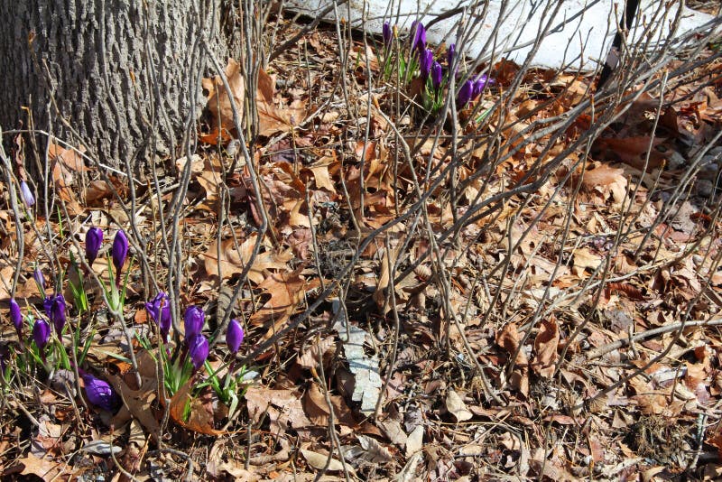 Leaves with Purple Crocus in Spring Stock Image - Image of purple ...