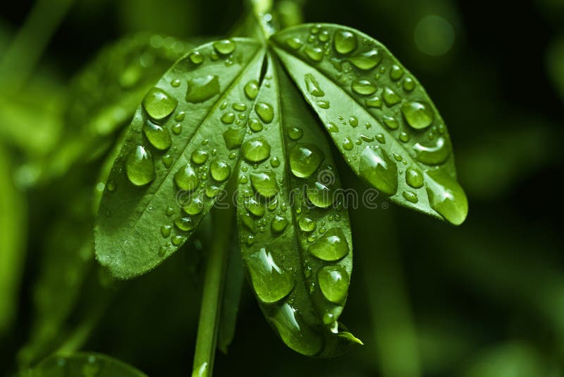 Three Leaves with Raindrops Stock Photo - Image of rain, background ...
