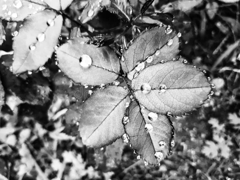 Leaves with Raindrops in a Retro Style Stock Photo - Image of retro ...