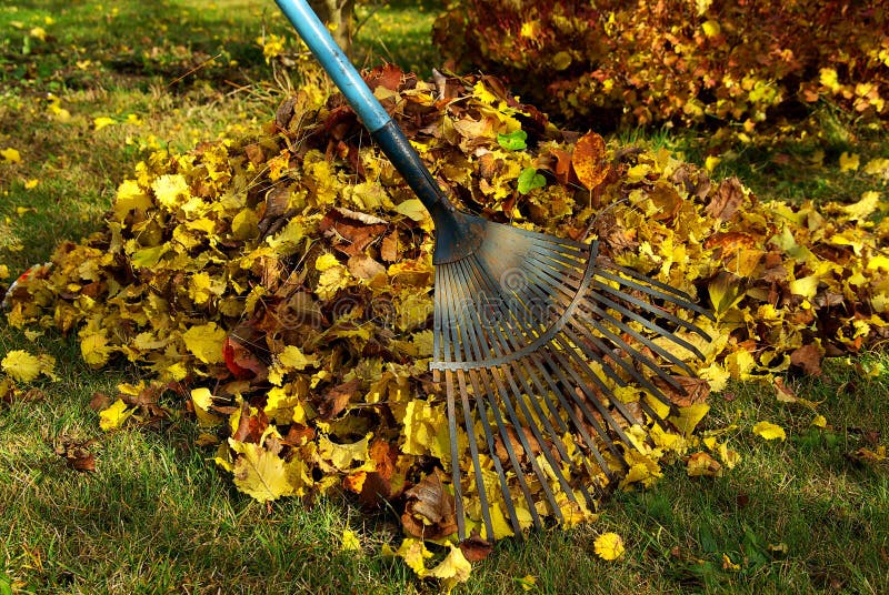 Raking the autumn leaves stock image. Image of bright - 1398851