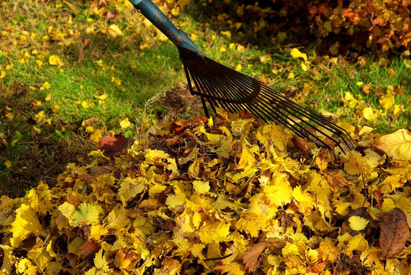 Leaves rake stock photo. Image of pile, season, green - 17664858