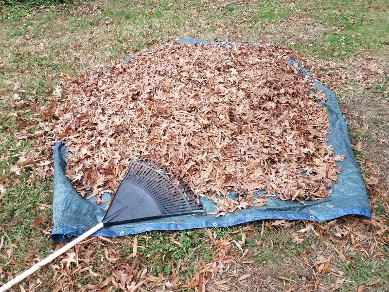 Leaves and Rake on Blue Tarp in Autumn Stock Image - Image of yard ...