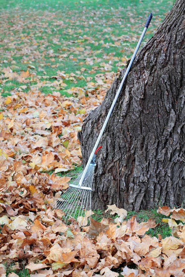 Leaves raking stock photo. Image of seasonal, leafs, raking - 21976014