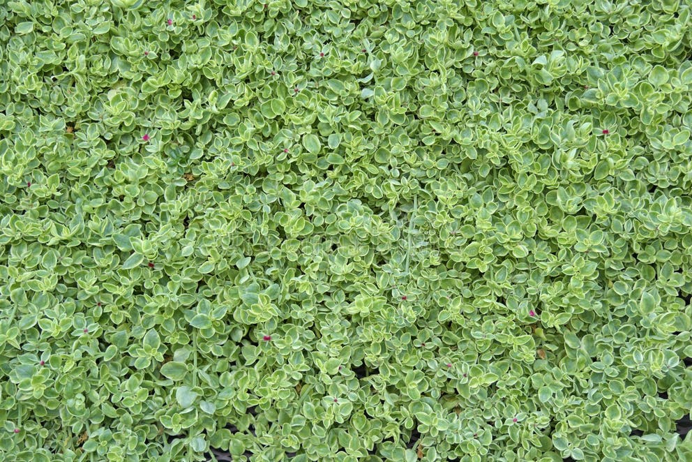 Leaves ramble stock photo. Image of creeping, climbing - 50664938