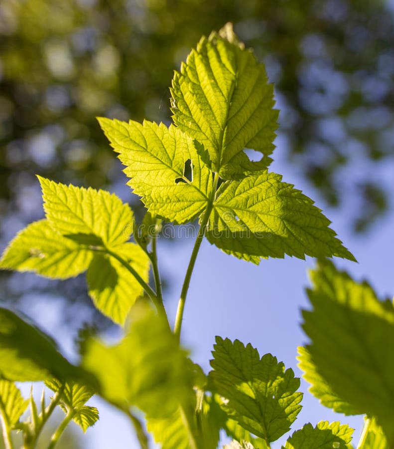 Leaves on Raspberry Branches in Spring Stock Image - Image of beauty ...