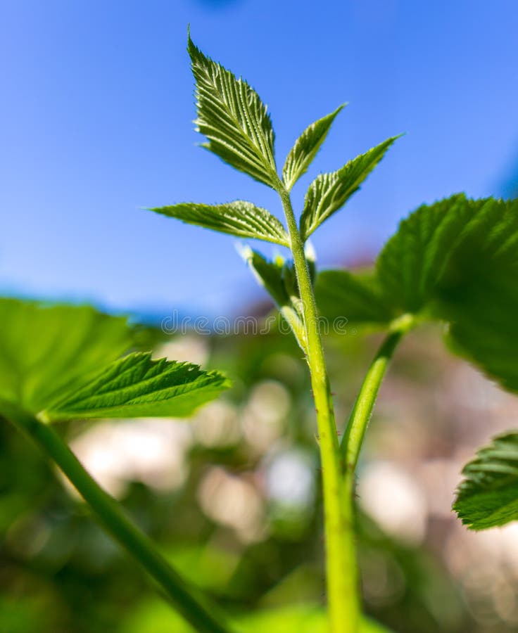 Leaves on Raspberry Branches in Spring Stock Photo - Image of branch ...