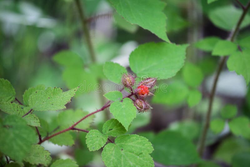 Leaves of a Raspberry Bush. Stock Photo - Image of market, growing ...