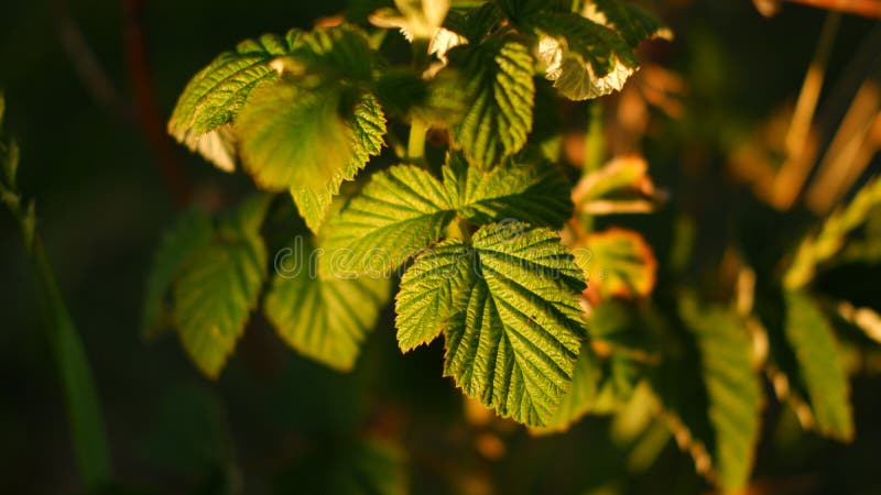 The Leaves of a Raspberry Plant (healthy Green Plant). Raspberry Plant ...