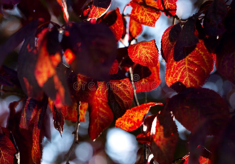 Leaves of Red Beech (Fagus Sylvatica) in the Rays of the Sun Stock ...