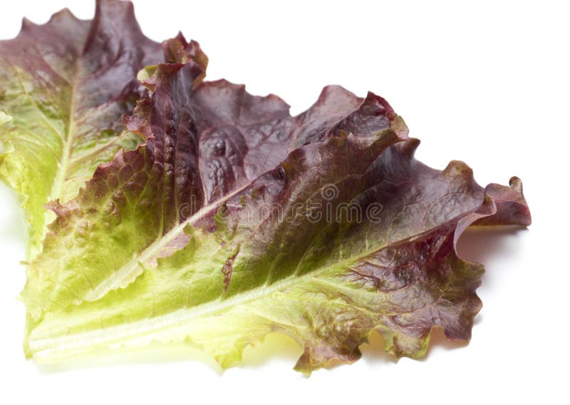 Leaves of Red Colored Lettuce Close-up on a White Background Stock ...