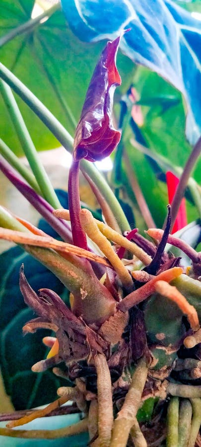 The Leaves are Red and Green with Very Beautiful and Exotic Roots Stock ...