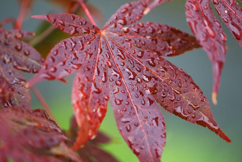 Leaves of Red Japanese Maple with Water Drops after Rain Stock Image ...