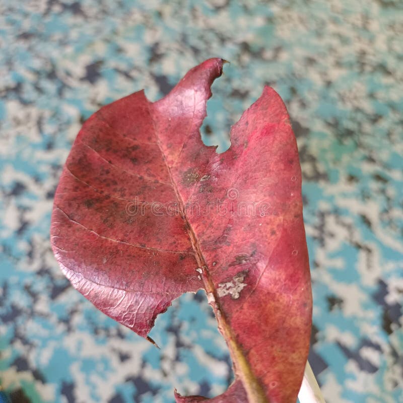 The Leaves of the Red Ketapang are Very Beautiful? Stock Photo - Image ...