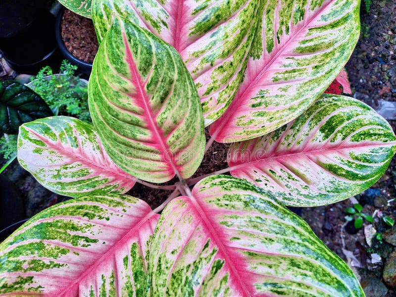 Leaves with Red Lines on the Stems and Mana Branches Stock Photo ...