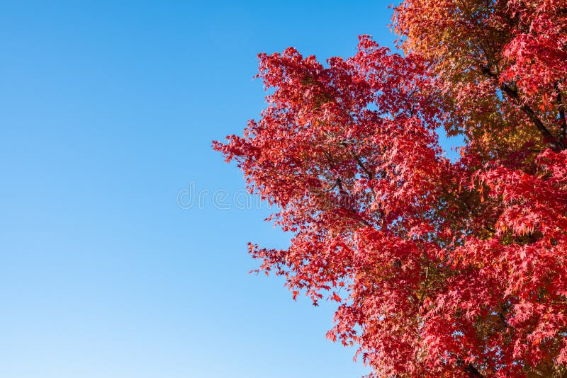 Leaves of a Red Maple Tree on the Blue Sky without Clouds. Stock Photo ...