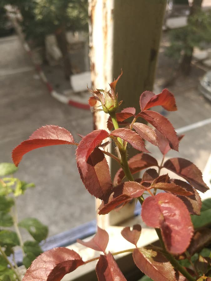 The Leaves of the Red Rose Tree Stock Image - Image of pink, tree ...