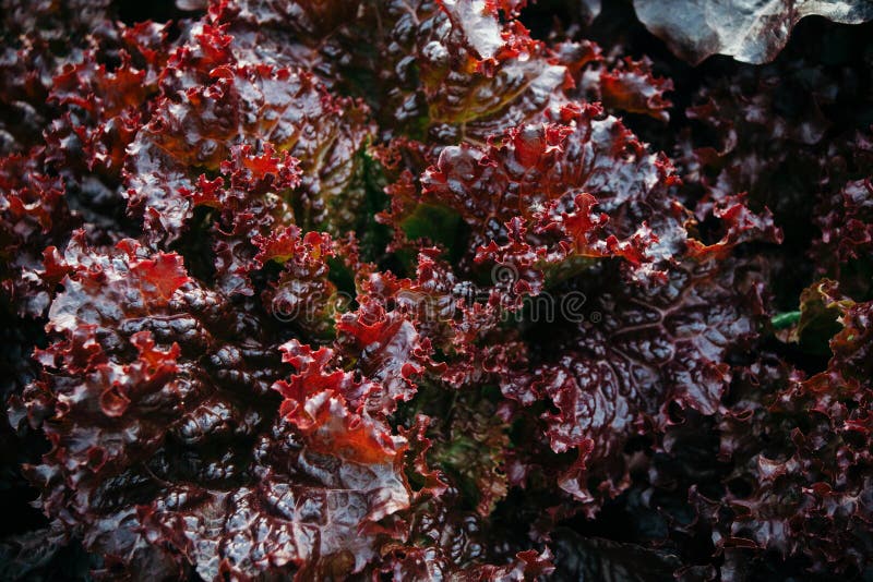 Salad Leaves Red and Green, Close-up Stock Image - Image of purple ...