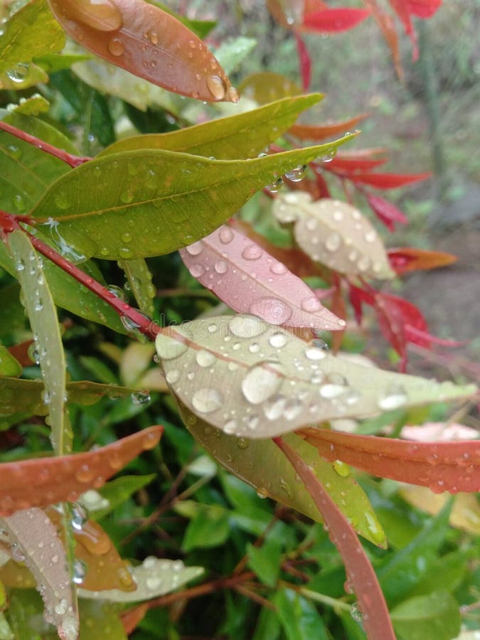 The Leaves of the Red Top Trees Were Wet in the Rain Stock Image ...