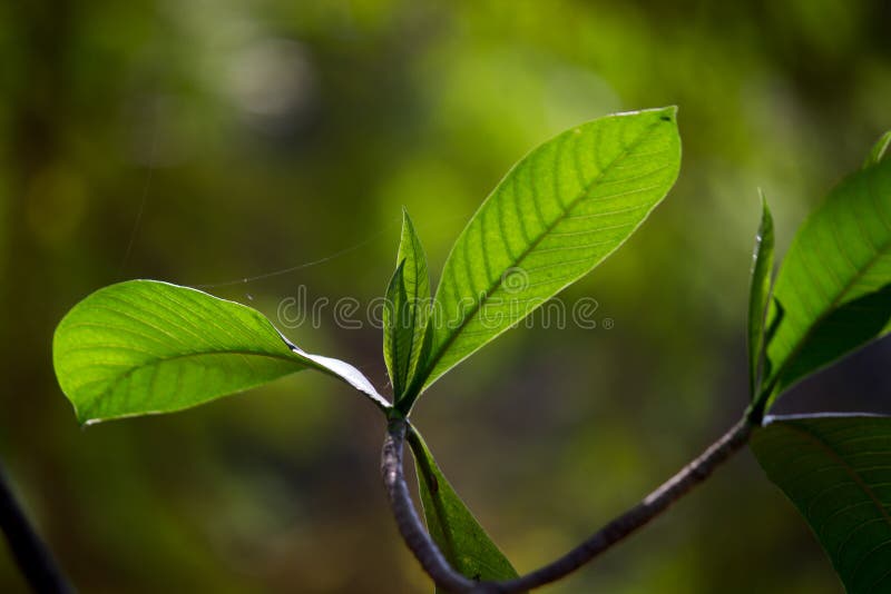 Leaves in Reflection To the Natural Light Highlighted Against the Black ...
