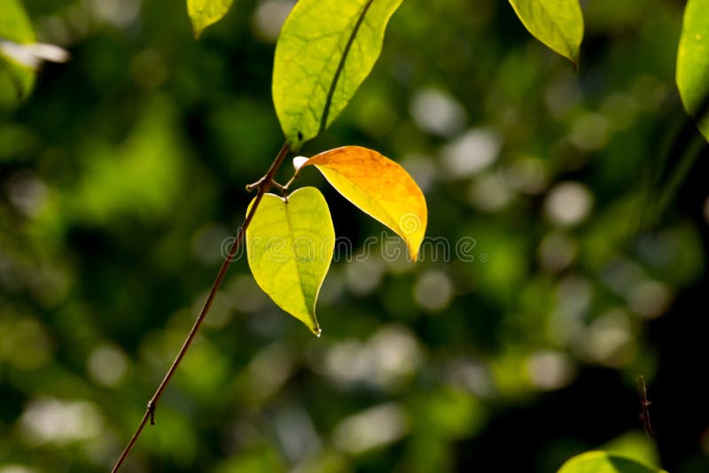 Leaves in Reflection To the Natural Light Highlighted Against the Black ...