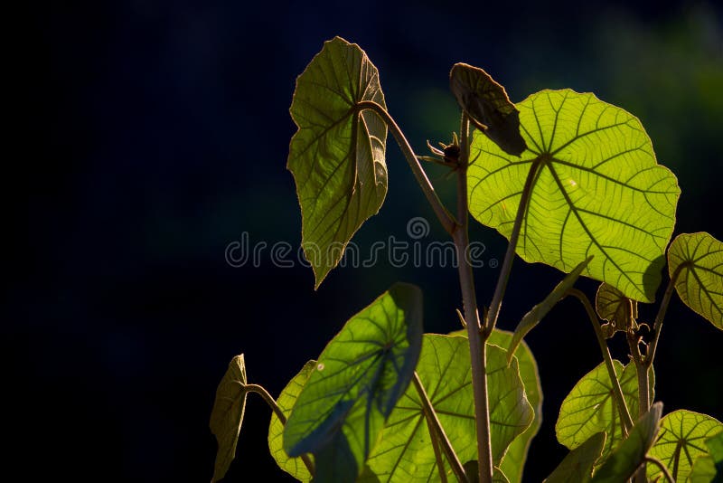 Leaves in Reflection To the Natural Light Highlighted Against the Black ...