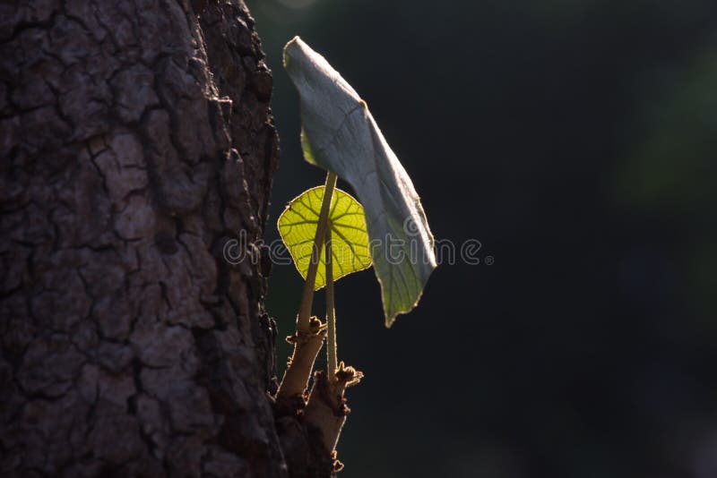 Leaves in Reflection To the Natural Light Highlighted Against the Black ...
