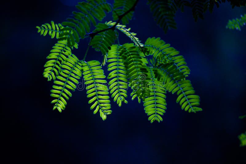 Leaves in Reflection To the Natural Light Highlighted Against the Black ...