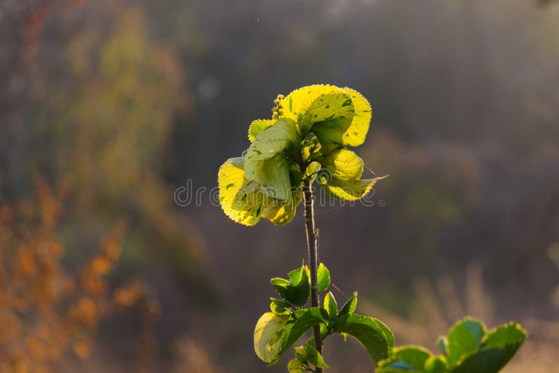 Leaves in Reflection To the Natural Light Highlighted Against the Black ...