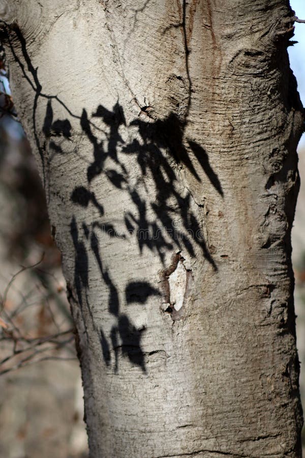 The Leaves Reflection is on the Tree. Stock Photo - Image of outdoor ...