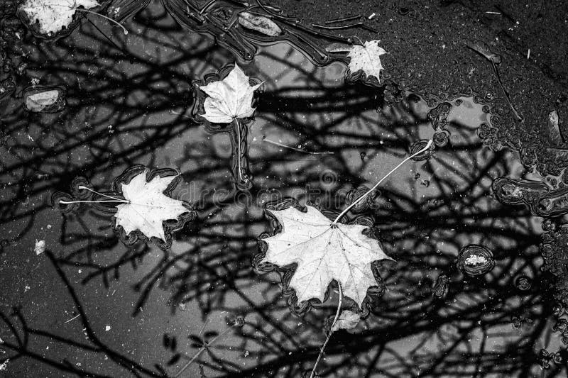 Leaves and Reflection of Trees in Puddle. Autumn Season Concept Stock ...