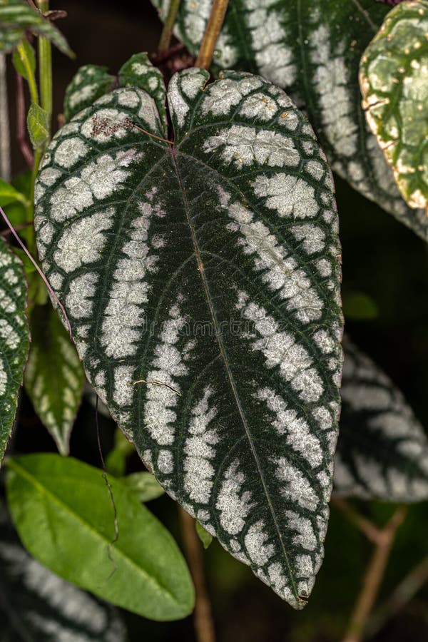 Rex Begonia Vine stock image. Image of stripes, vein - 256590903