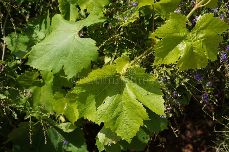 Rhoditis Grape Stock Photos - Free & Royalty-Free Stock Photos from ...