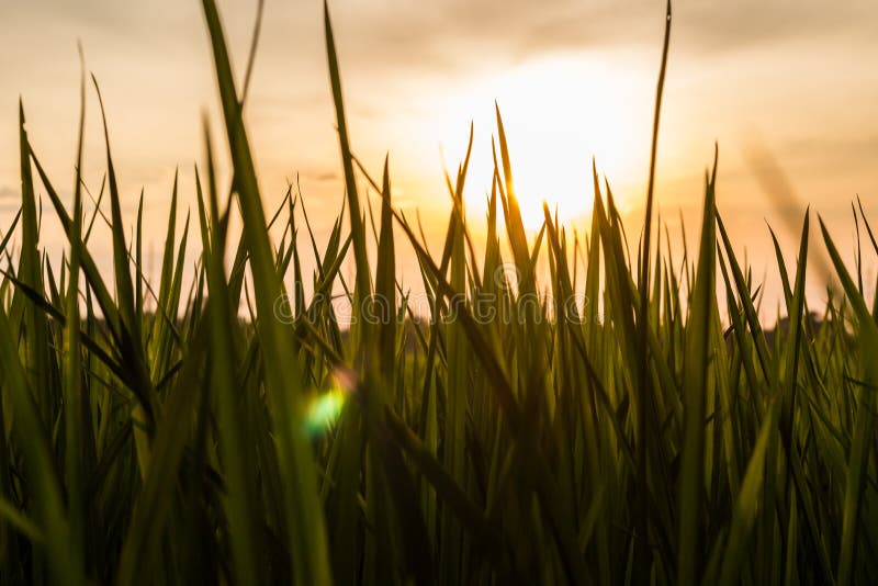 Leaves of rice plant stock photo. Image of beautiful - 105356822