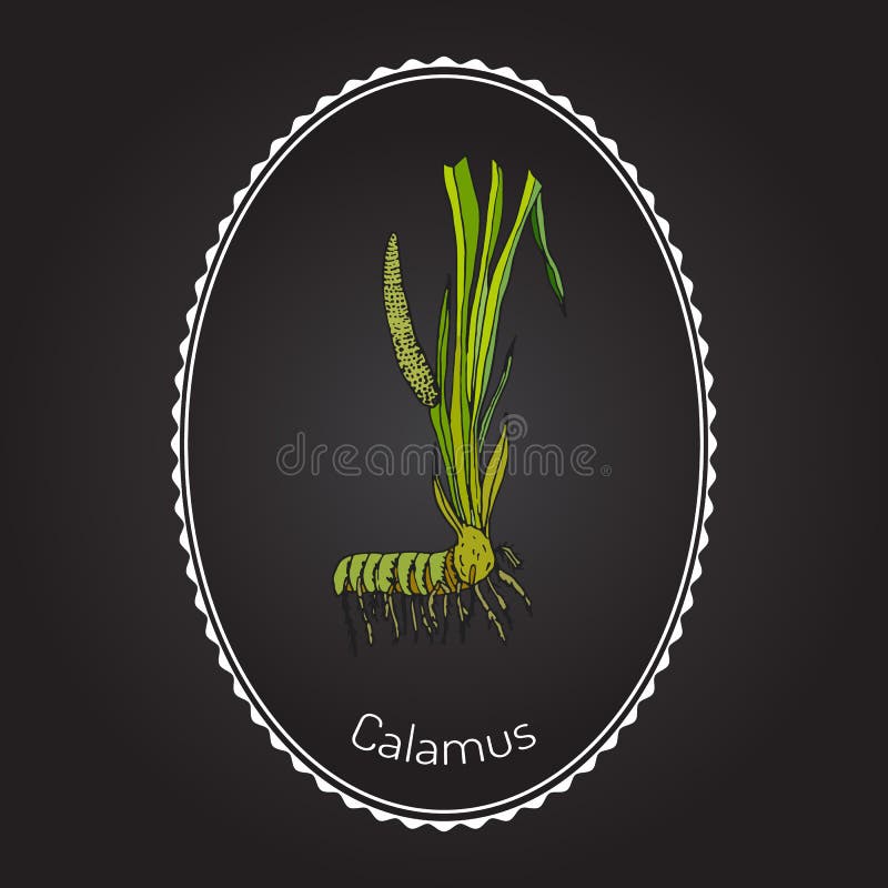 Acorus Stock Illustrations – 120 Acorus Stock Illustrations, Vectors ...