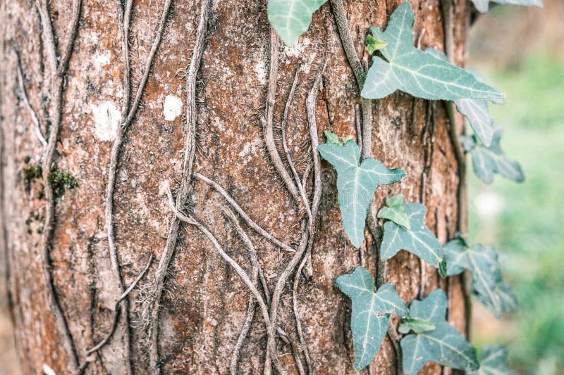 Leaves and Roots of Wild Ivy Wrapped Around a Tree Trunk, a Corner of ...
