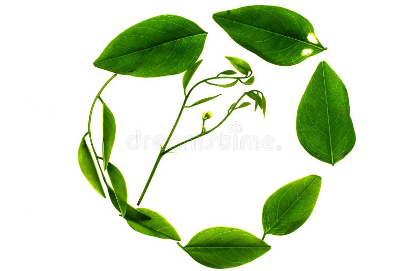 Leaves, Roundabout, Growing Stock Photo - Image of border, leaf: 118329610