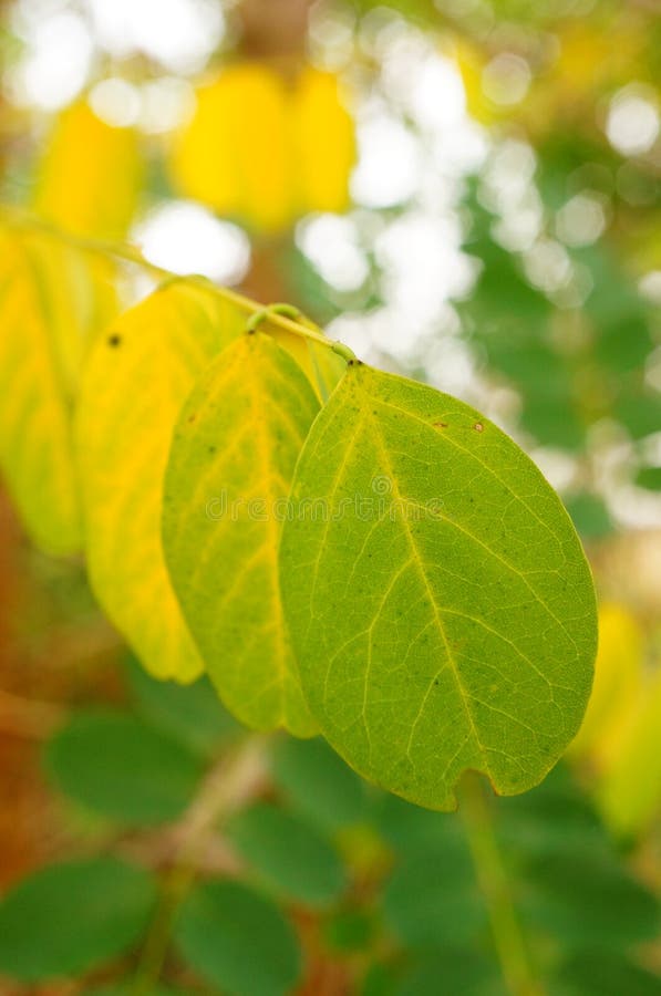 Leaves row stock image. Image of twig, nature, leaves - 45375069
