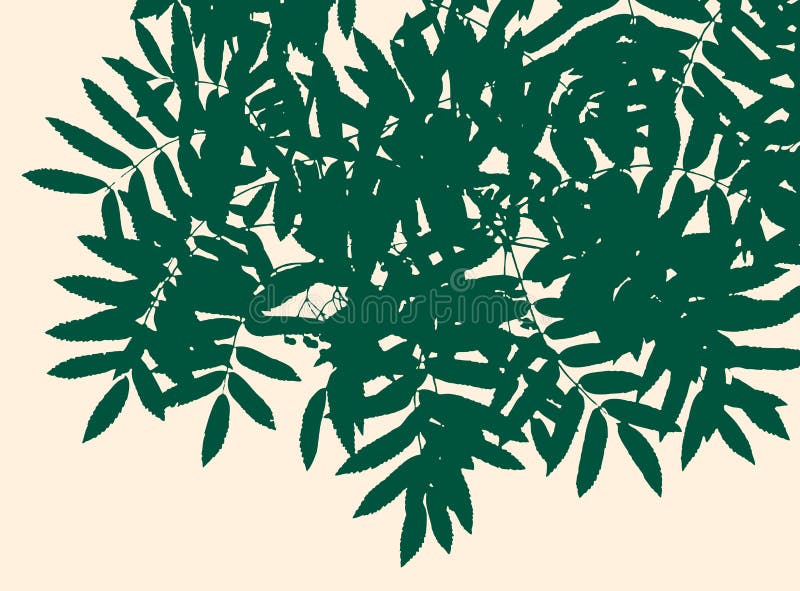 Leaves of a rowan tree stock vector. Illustration of design - 73810712